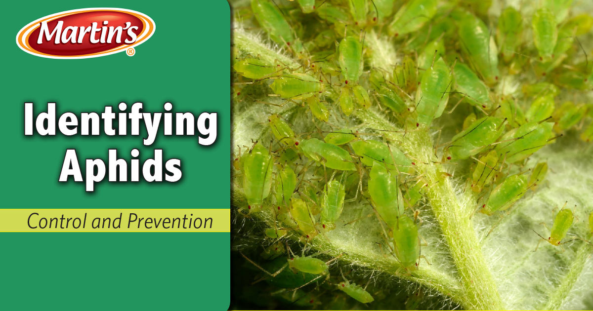 How to Identify Aphids