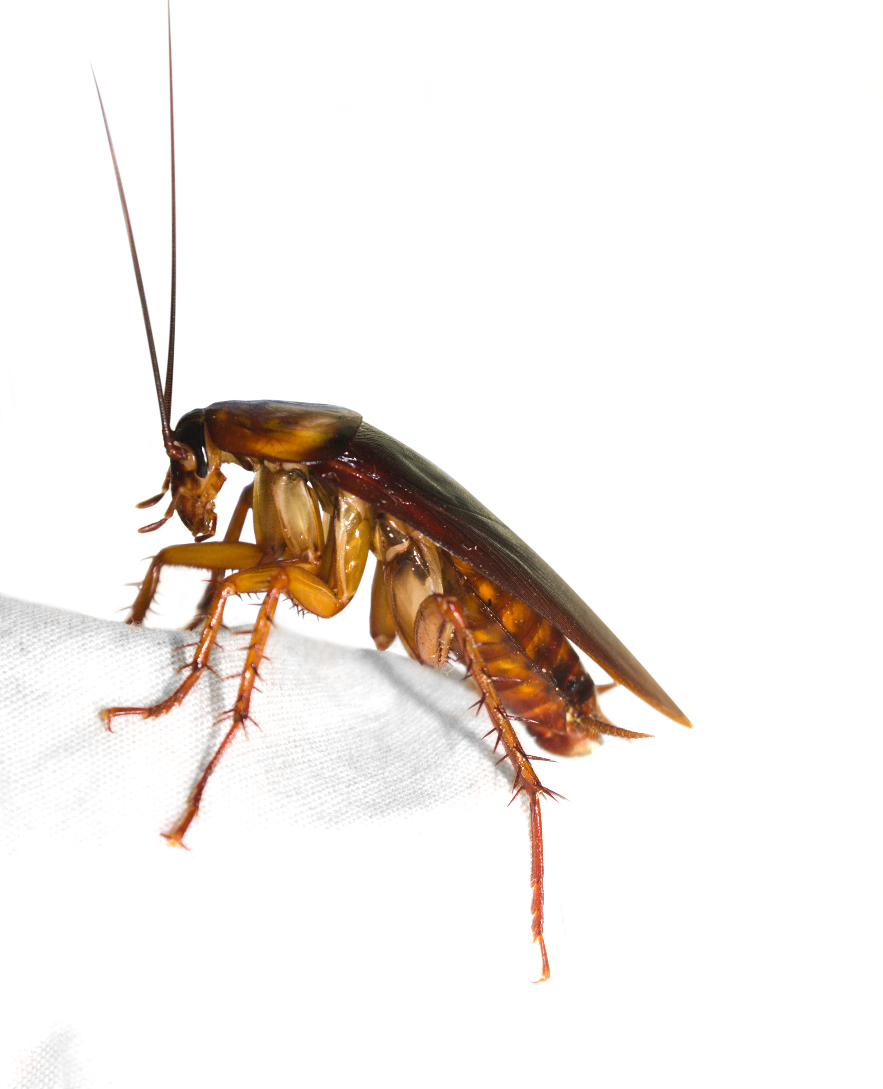 How To Protect Your Customers from Dangerous Cockroach Pathogens