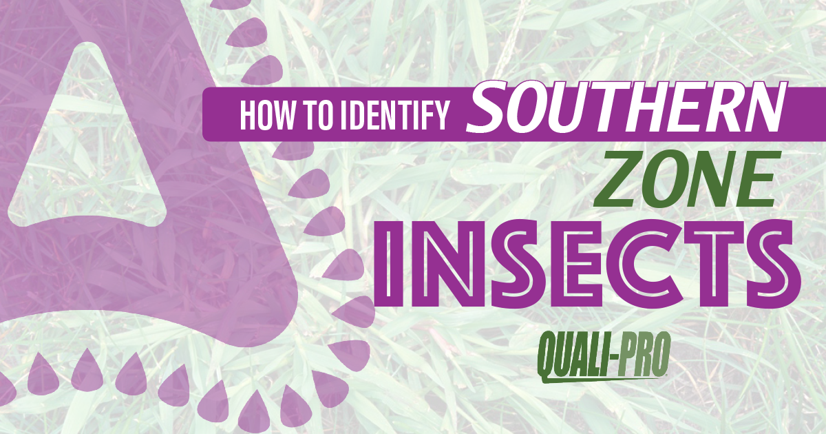 How to Identify Southern Zone Insects