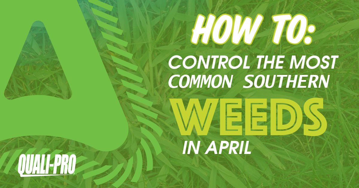 How To Control the Most Common Southern Weeds